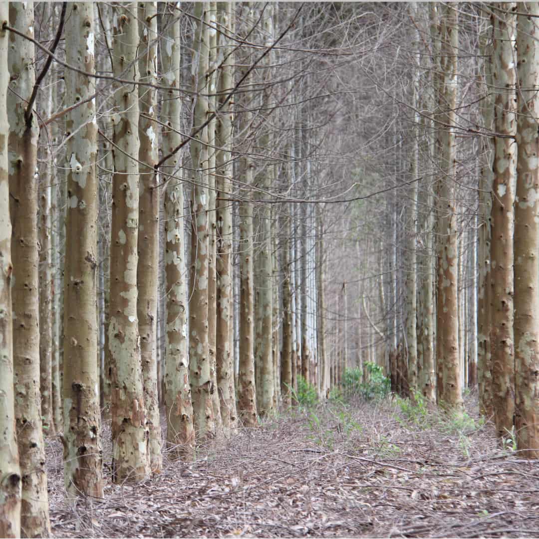 Lessons from 30 years of African commercial forestry investments and ...