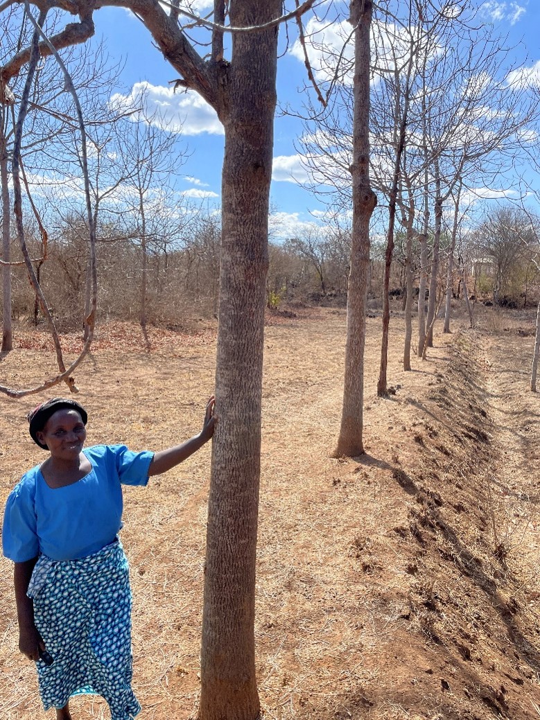 The Potential of Melia Volkensii in Kenya's ASAL - Gatsby Africa